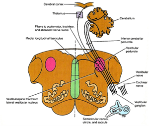 Vestibular cochlear nerve - RME